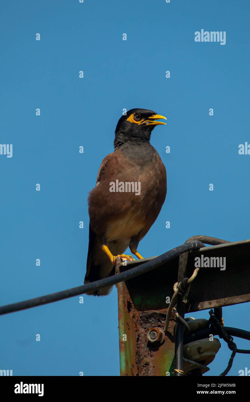 Myna bird hi-res stock photography and images - Alamy