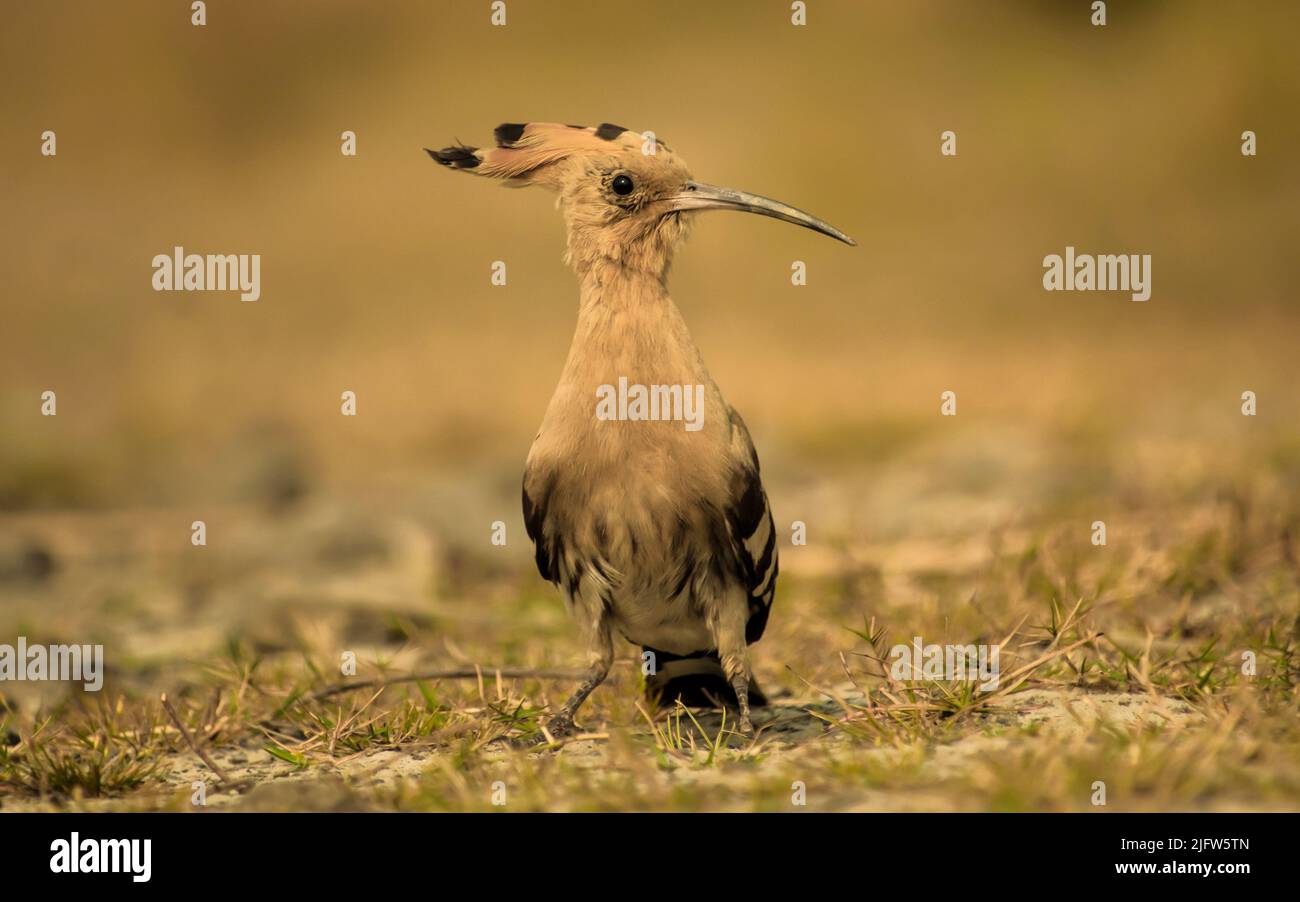 Common hoopoe or African hoopoe, Eurasian hoopoe, Madagascar, Saint ...