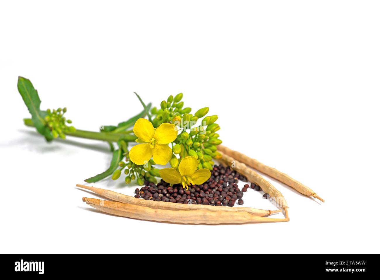 Rapeseed flowers and rapeseed grains isolated against white background ...
