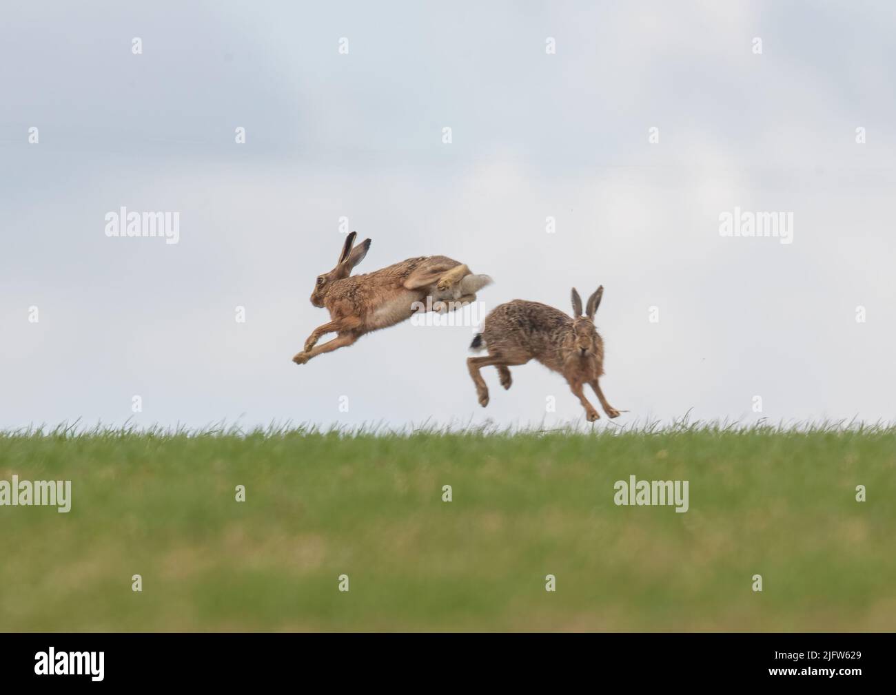 The daft antics of two Mad March Hares, in acrobatic positions, jumping ...
