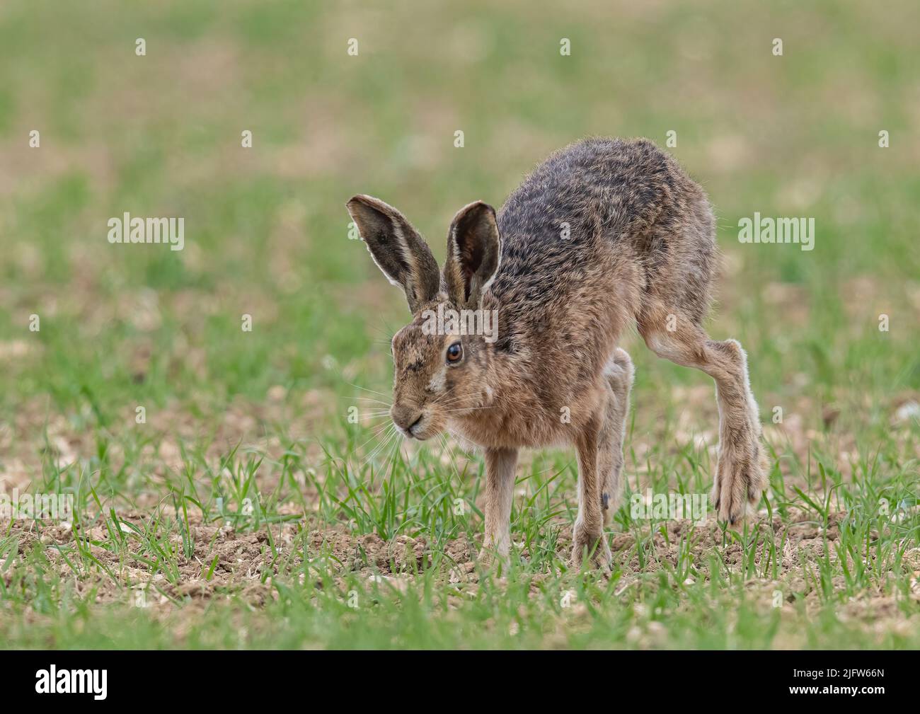 A close up detailed shot of a wild Brown Hare , running on the farmers ...