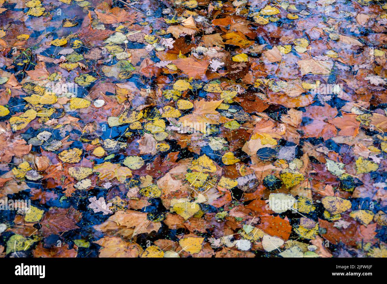 colorful autumn leaves in the water with reflections Stock Photo - Alamy