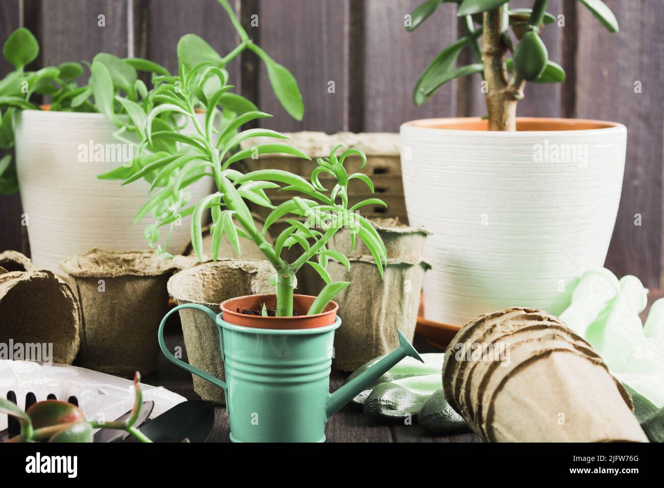 Gardening accessories and tools with green grass and succulent over ...