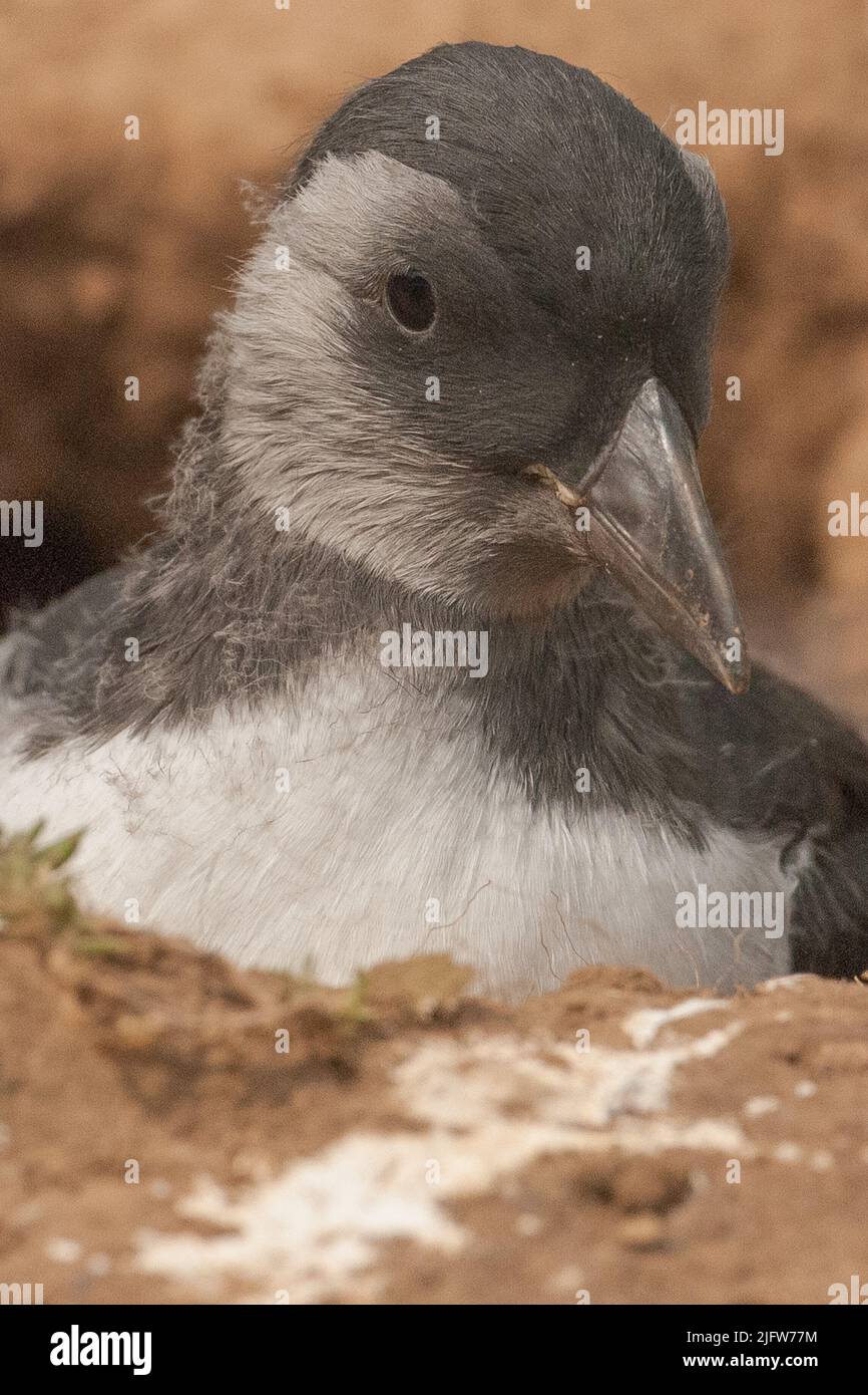 Puffling (Fratercula arctica), Skomer Island, Wales, UK Stock Photo - Alamy