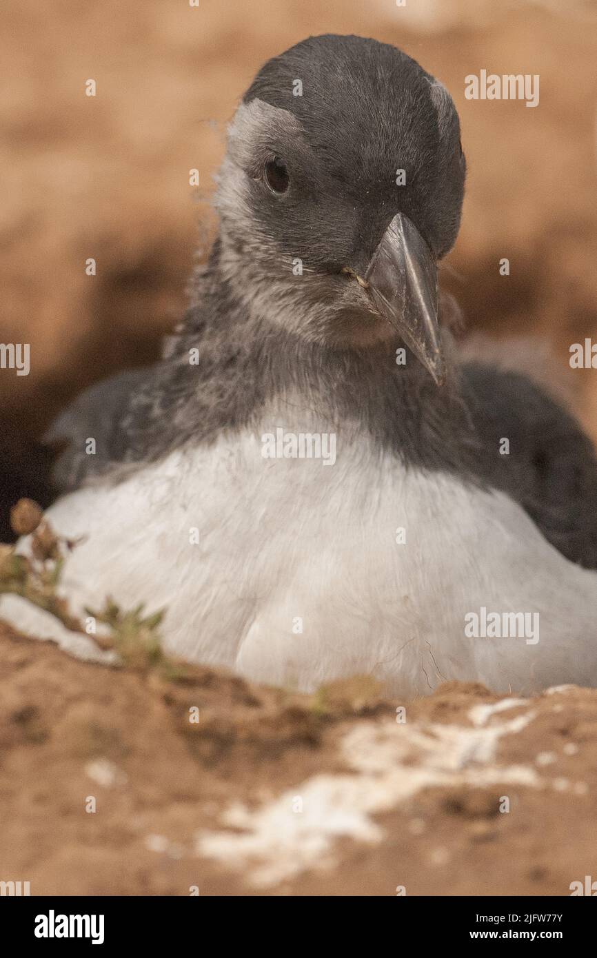 Puffling (Fratercula arctica), Skomer Island, Wales, UK Stock Photo - Alamy