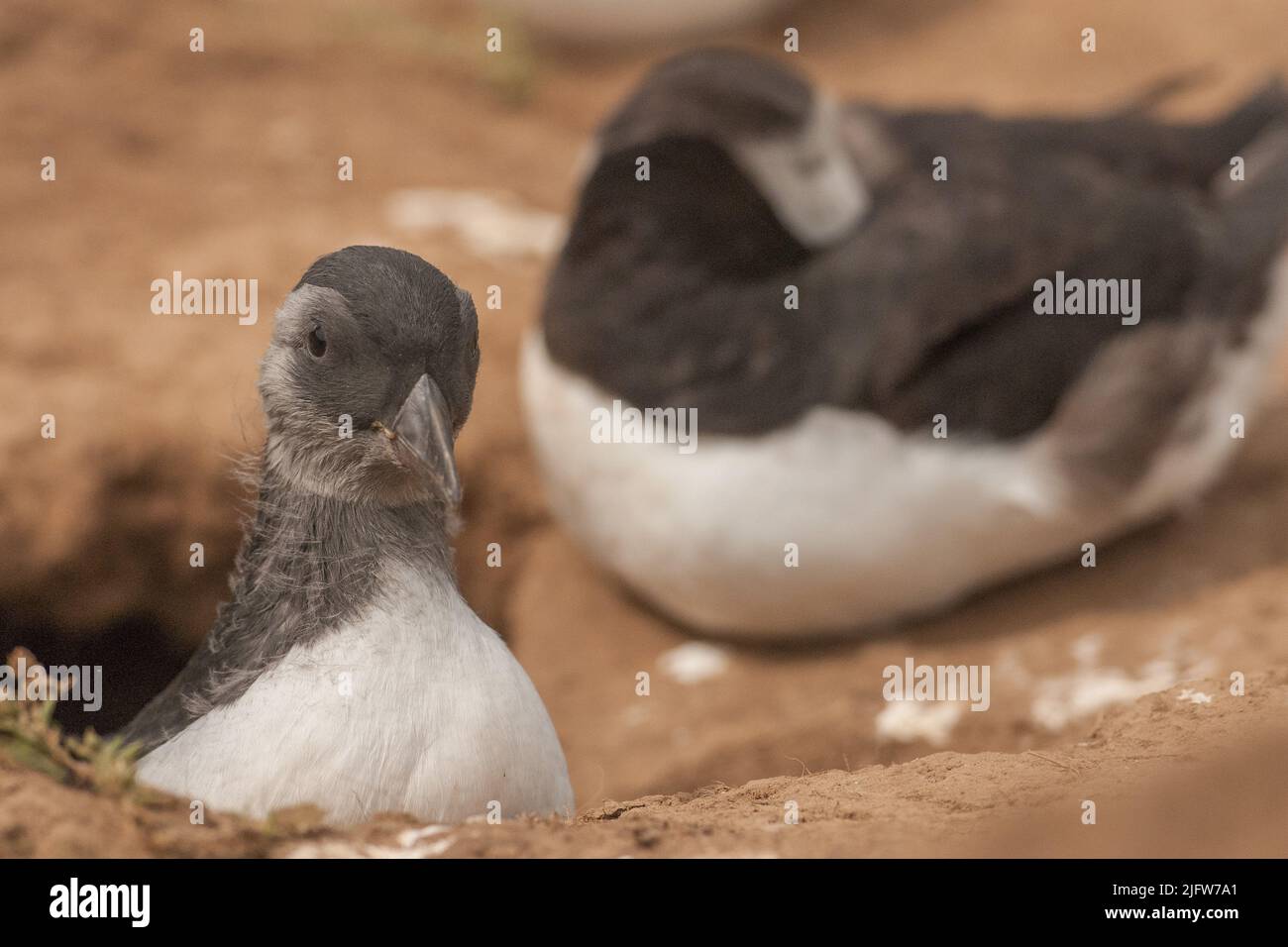 Puffling (Fratercula arctica) exercising wings outside burrow, Skomer ...