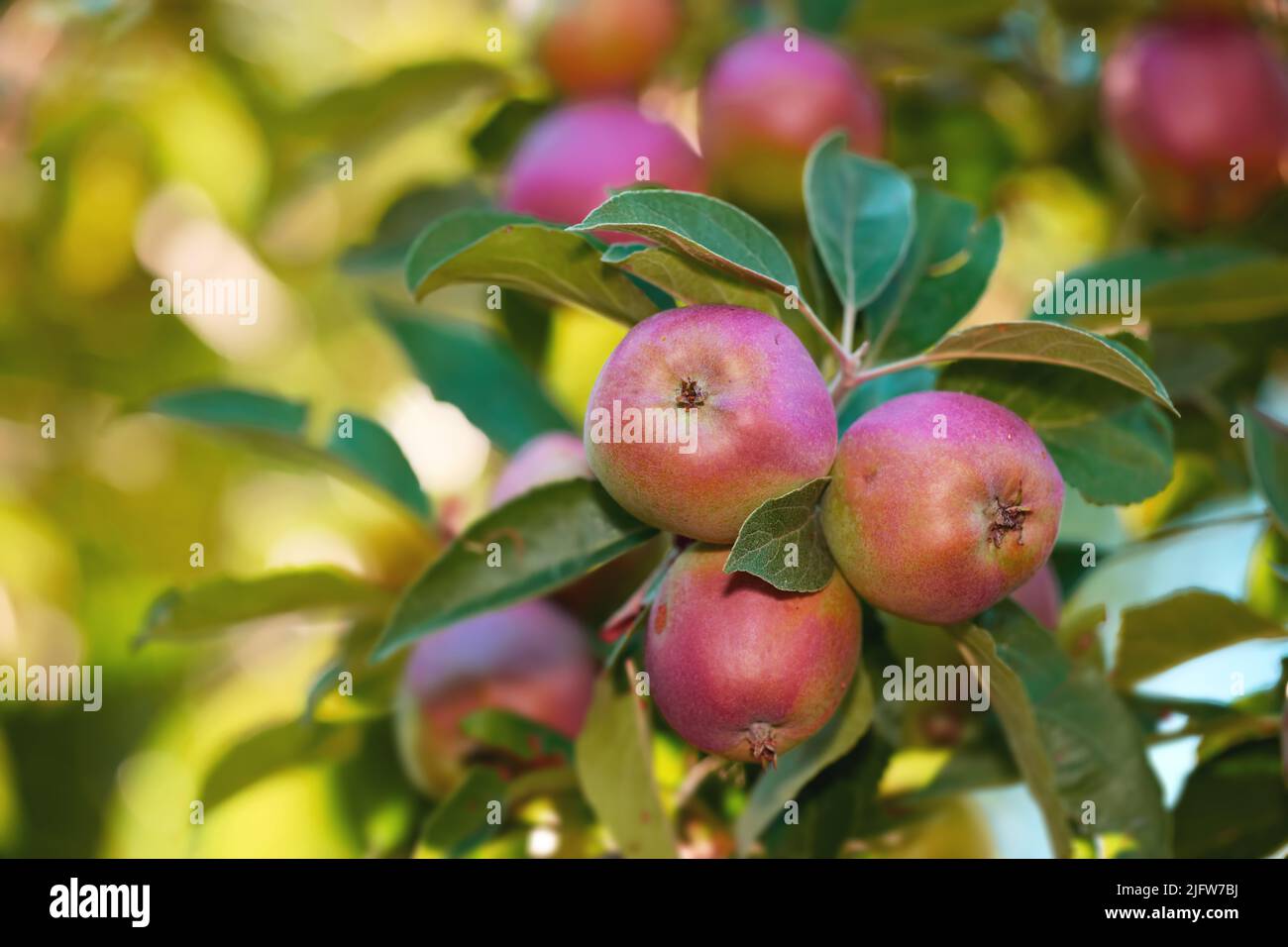 Closeup of ripe red apples hanging from an apple tree branch in an orchard farm with bokeh ...