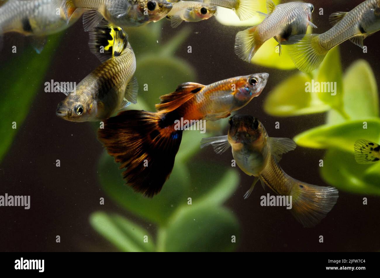 Guppy Multi Colored Fish in a Tropical Acquarium Stock Photo - Alamy