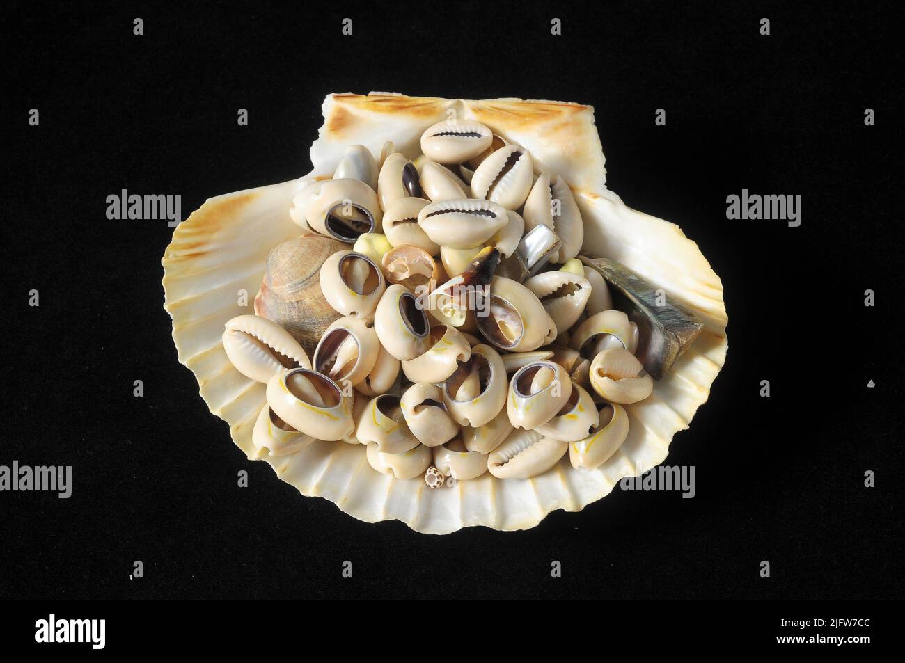 Textured Limestone Sea Shells on a Black Background Stock Photo - Alamy