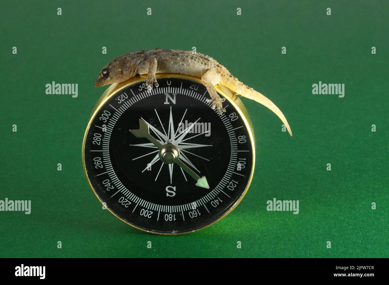 One Small Gecko Lizard and Compass on a colored Background Stock Photo ...