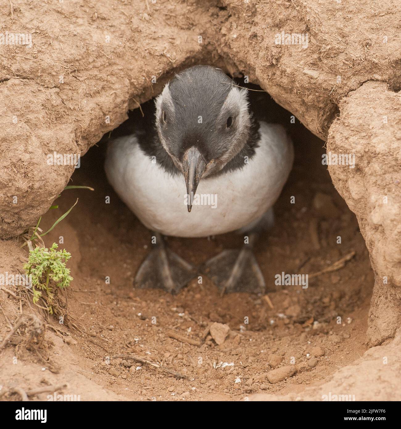 Puffling hi-res stock photography and images - Alamy