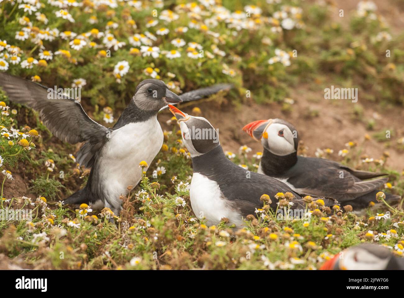 Puffling (Fratercula arctica) and puffin parents with chick outside ...
