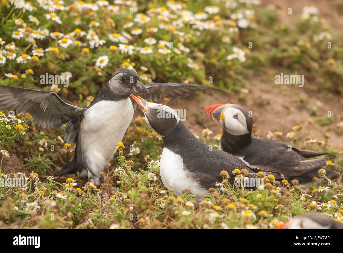 Puffling (Fratercula arctica) and puffin parents with chick outside ...