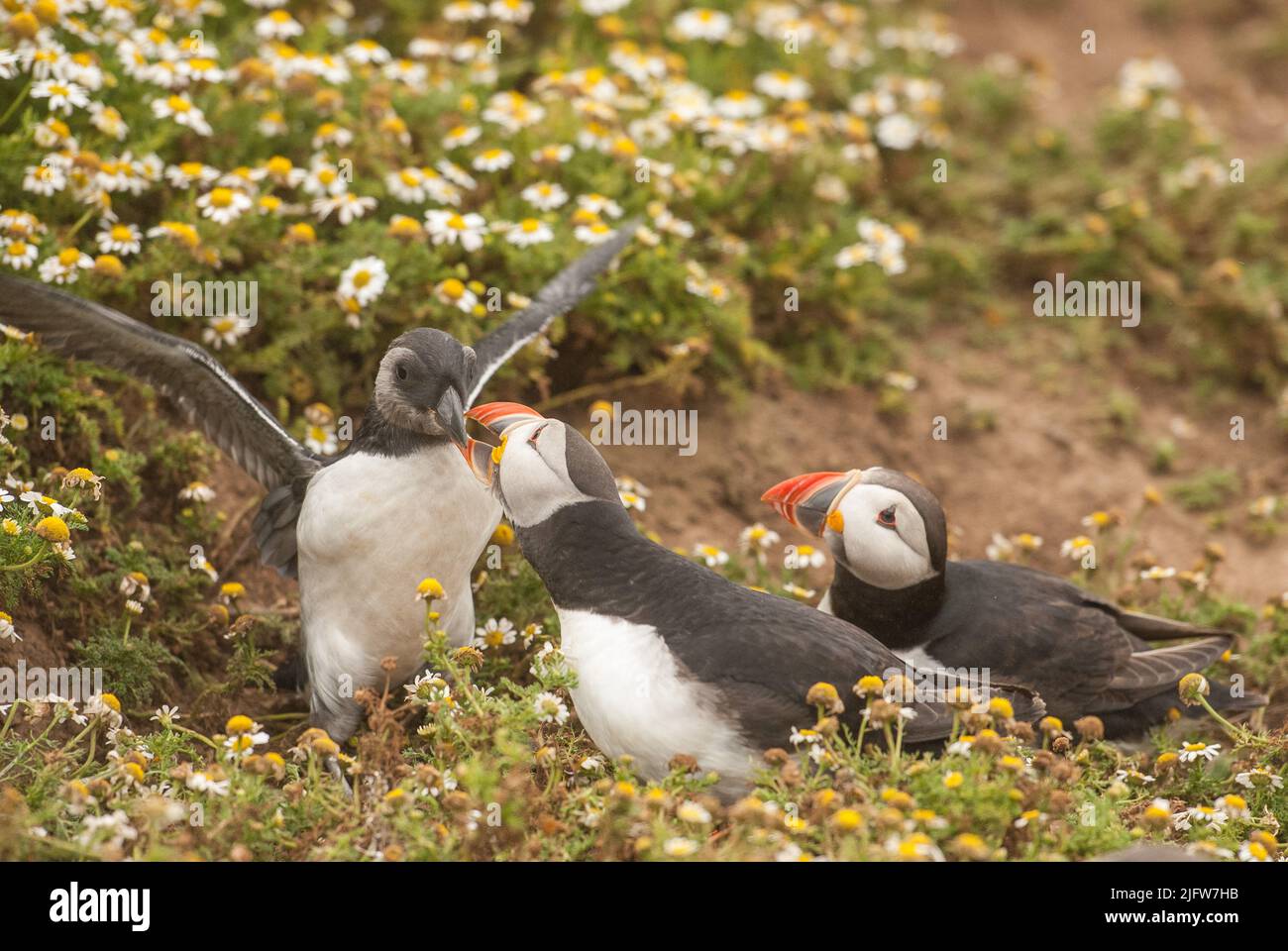 Puffling (Fratercula arctica) and puffin parents with chick outside ...