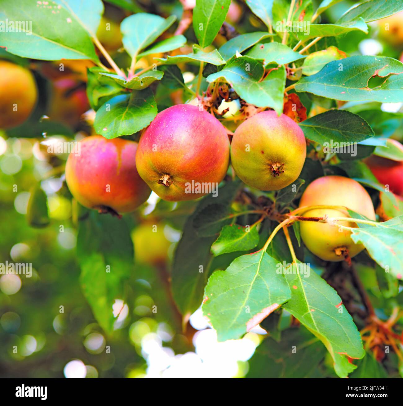Growing fruit trees hi-res stock photography and images - Alamy