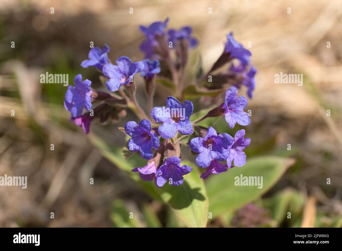 Lungwort blue flowers on blur background. Pulmonaria plant close up ...