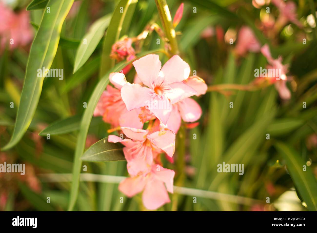 Beautiful pink oleander flowers on blur green leaves background Stock ...
