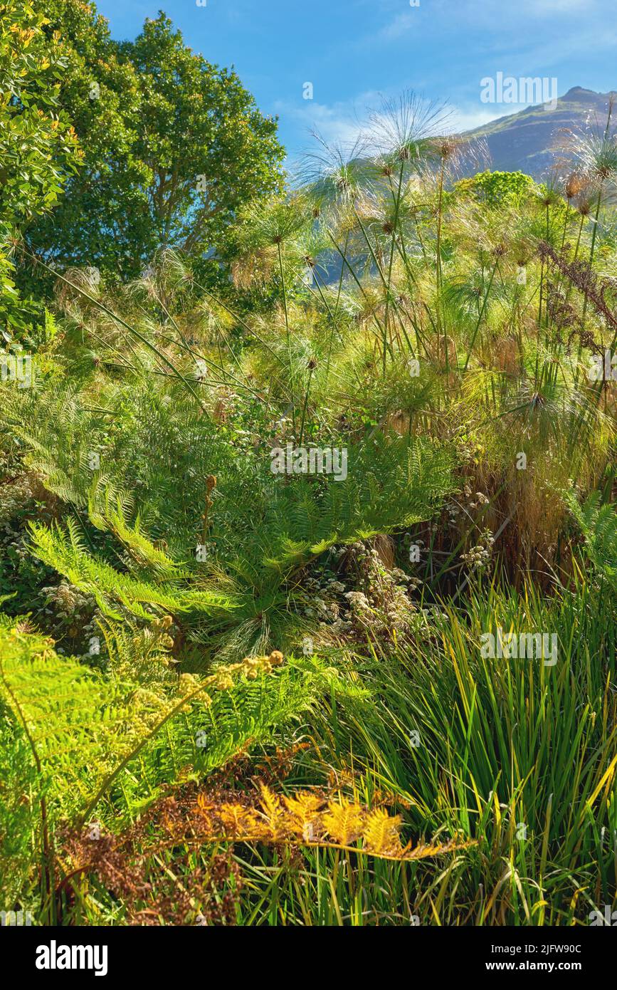 A view of a fennel plant with mountain background in the forest. A ...