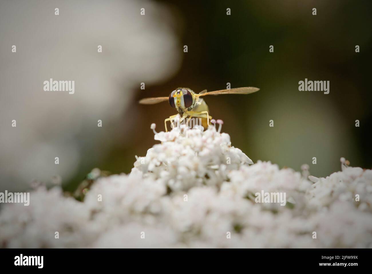 Beautiful colorful fly from a northern portuguese meadow Stock Photo ...