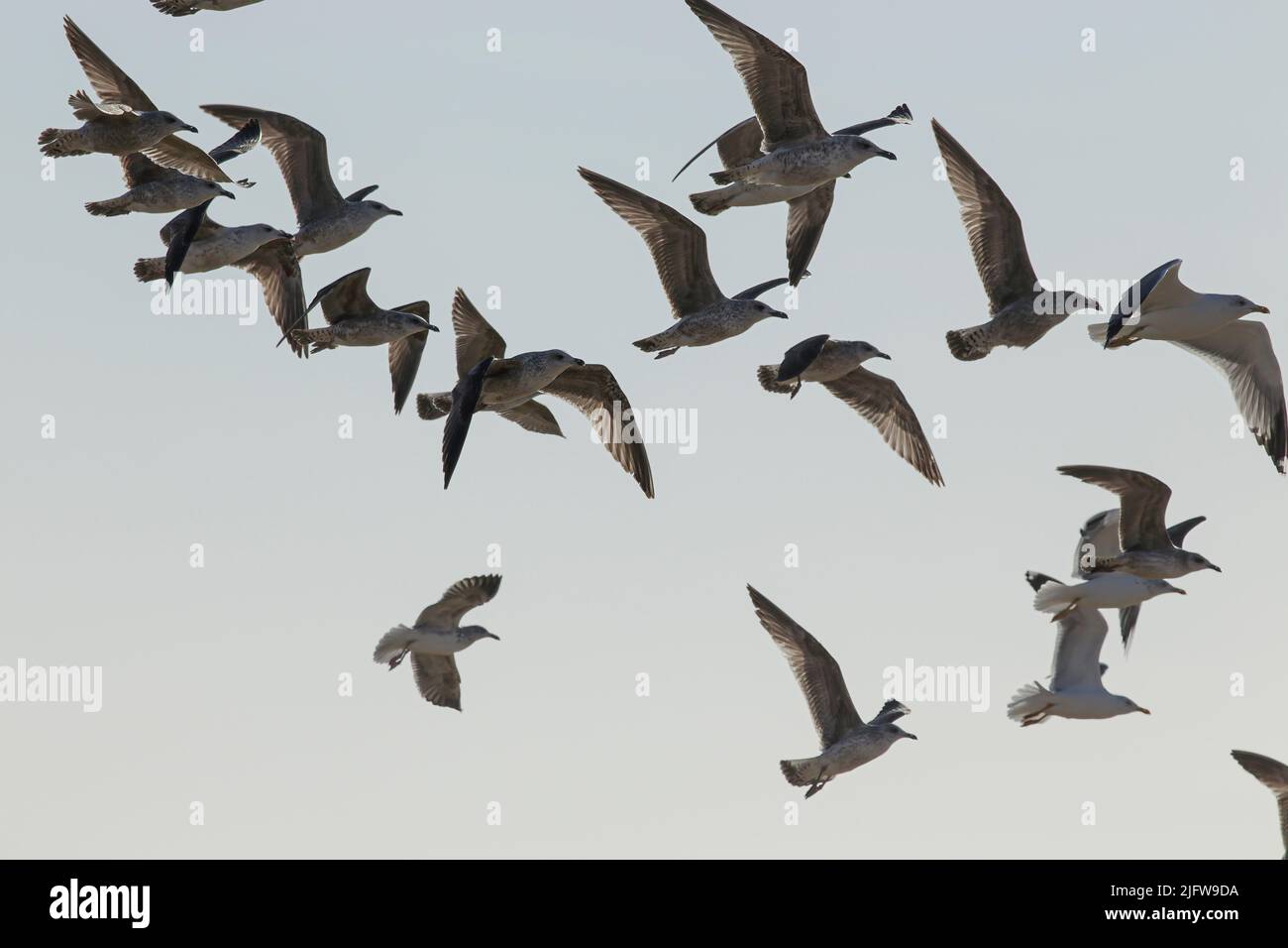 Silhouette seagulls birds shadow hi-res stock photography and images ...