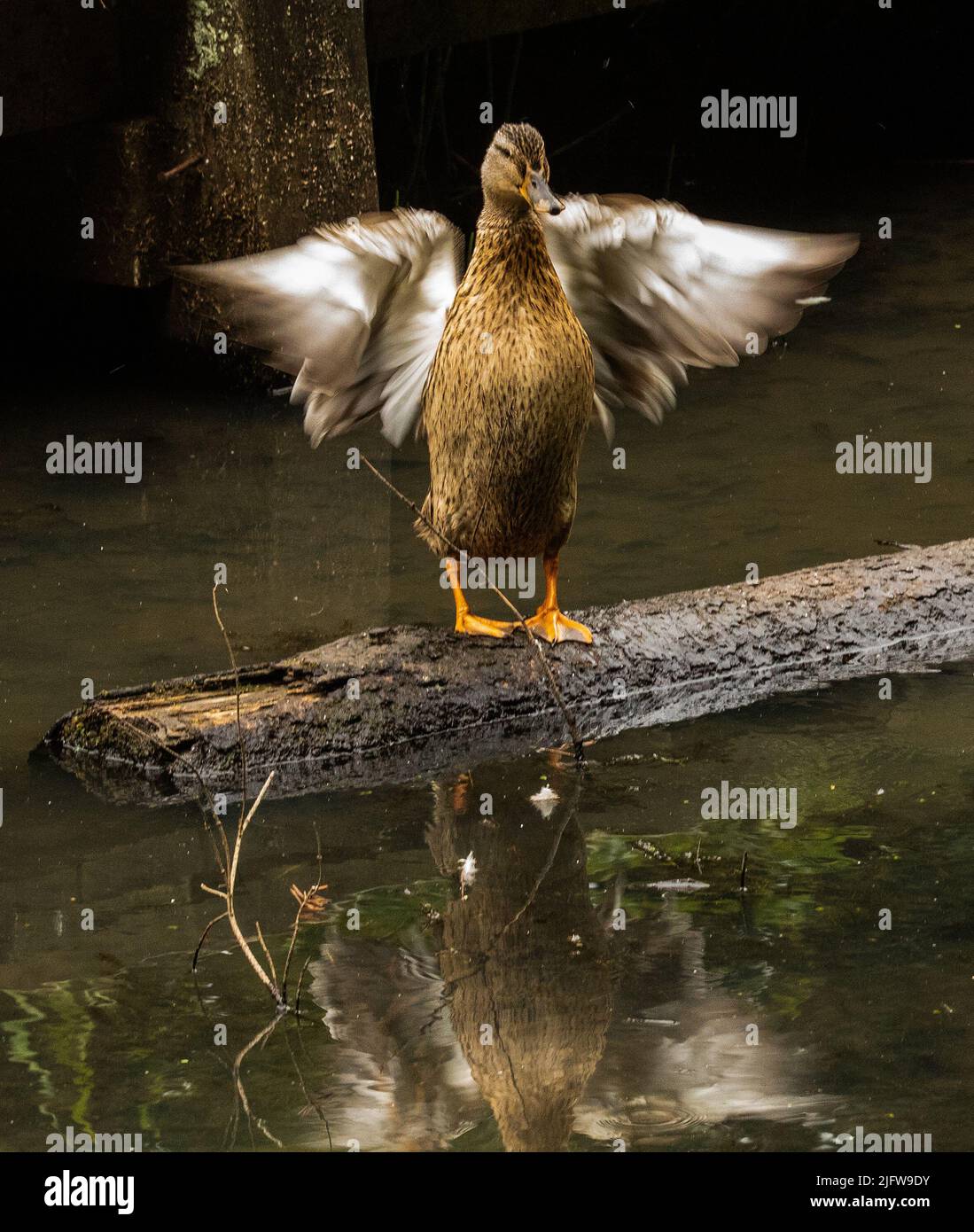 Duck feet hi-res stock photography and images - Alamy