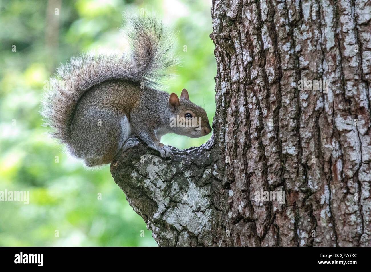 Squirrel hanging on Stock Photo - Alamy