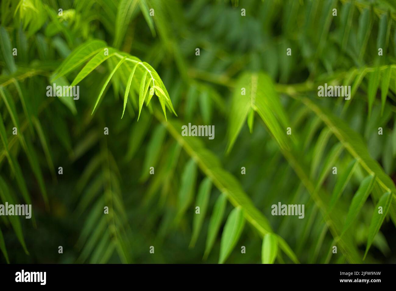 Tropical green leaves fresh blur background Stock Photo - Alamy