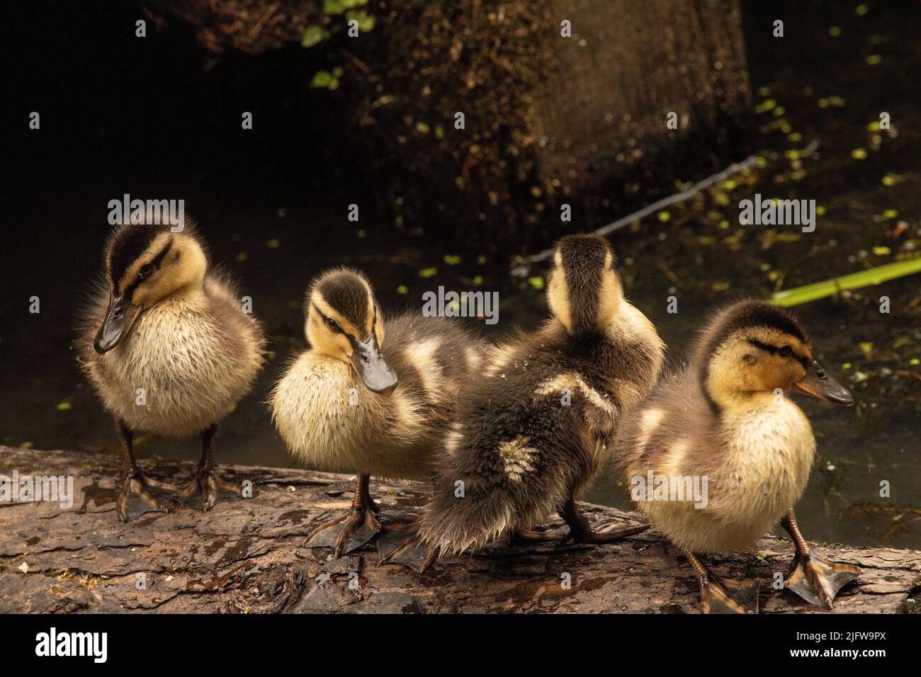 Ducklings In A Row