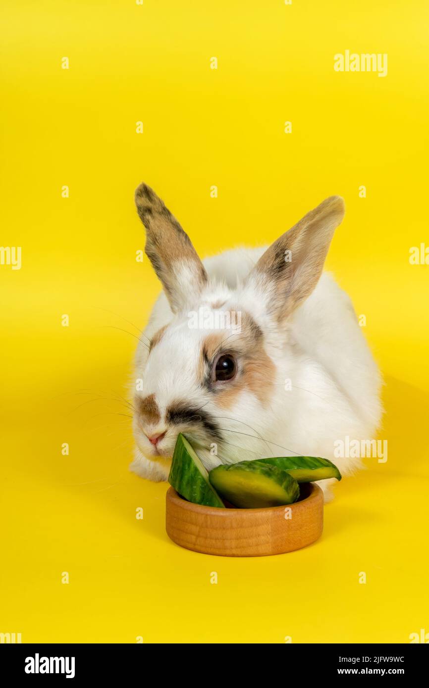 White rabbit with brown ears eating cucumber on yellow background ...