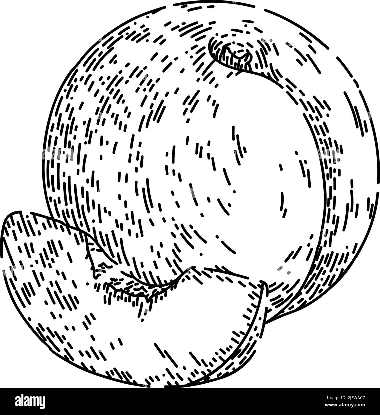 fruit peach sketch hand drawn vector Stock Vector Image & Art - Alamy