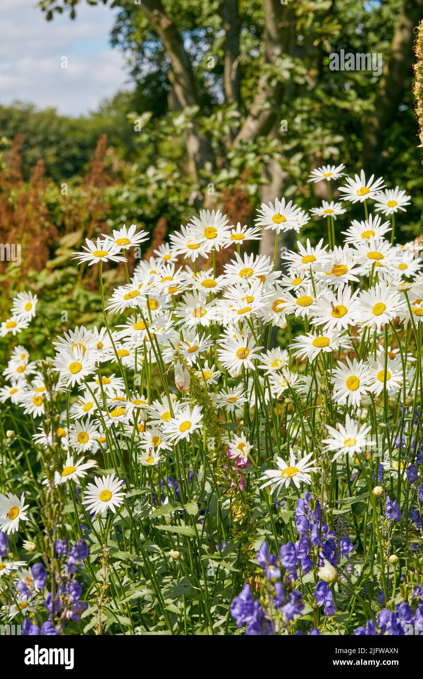 A view of a bloomed long common daisy flower and white, purple petals ...