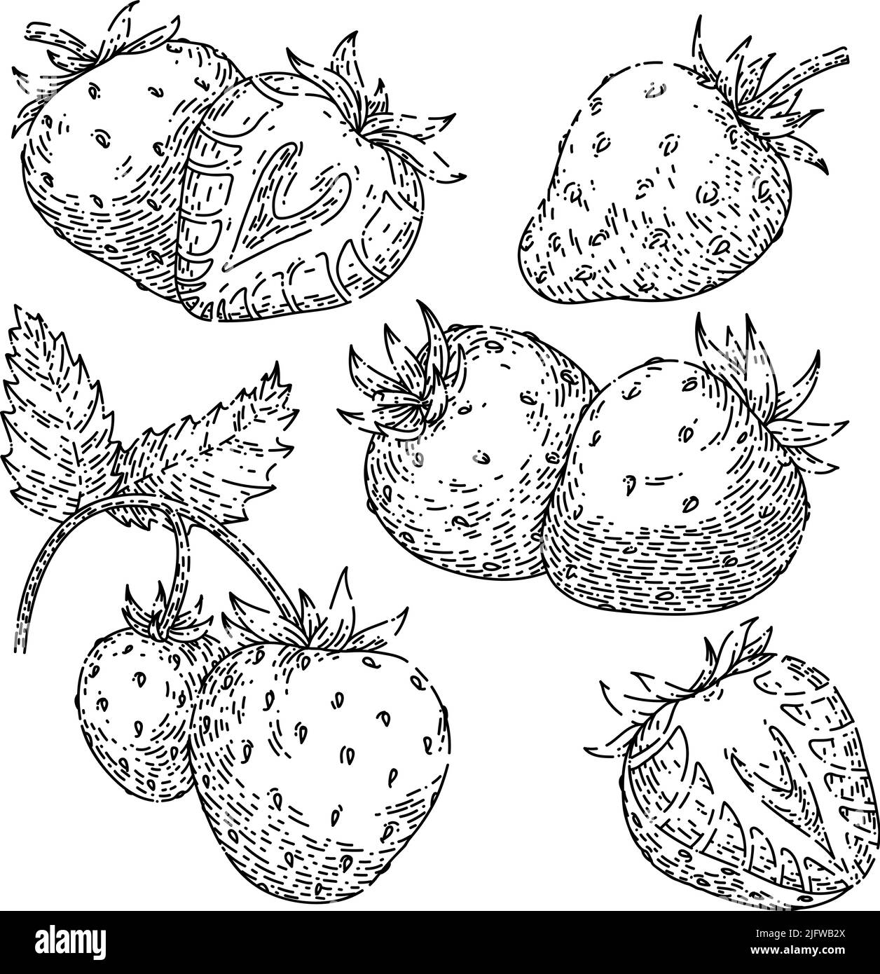 strawberry fruit set sketch hand drawn vector Stock Vector Image & Art ...