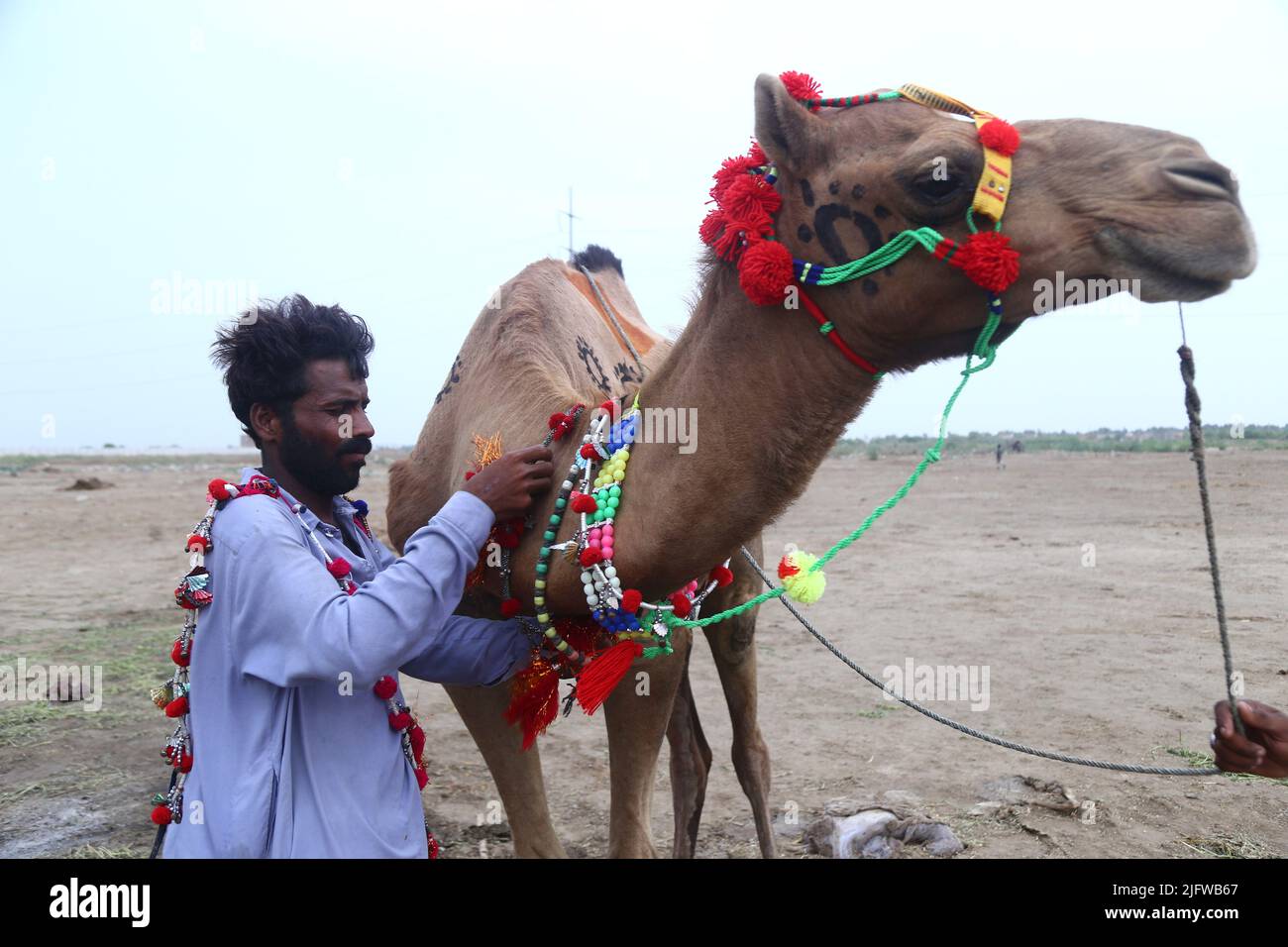 (7/1/2022) A vendor is busy in decorating the sacrificial camel at a ...
