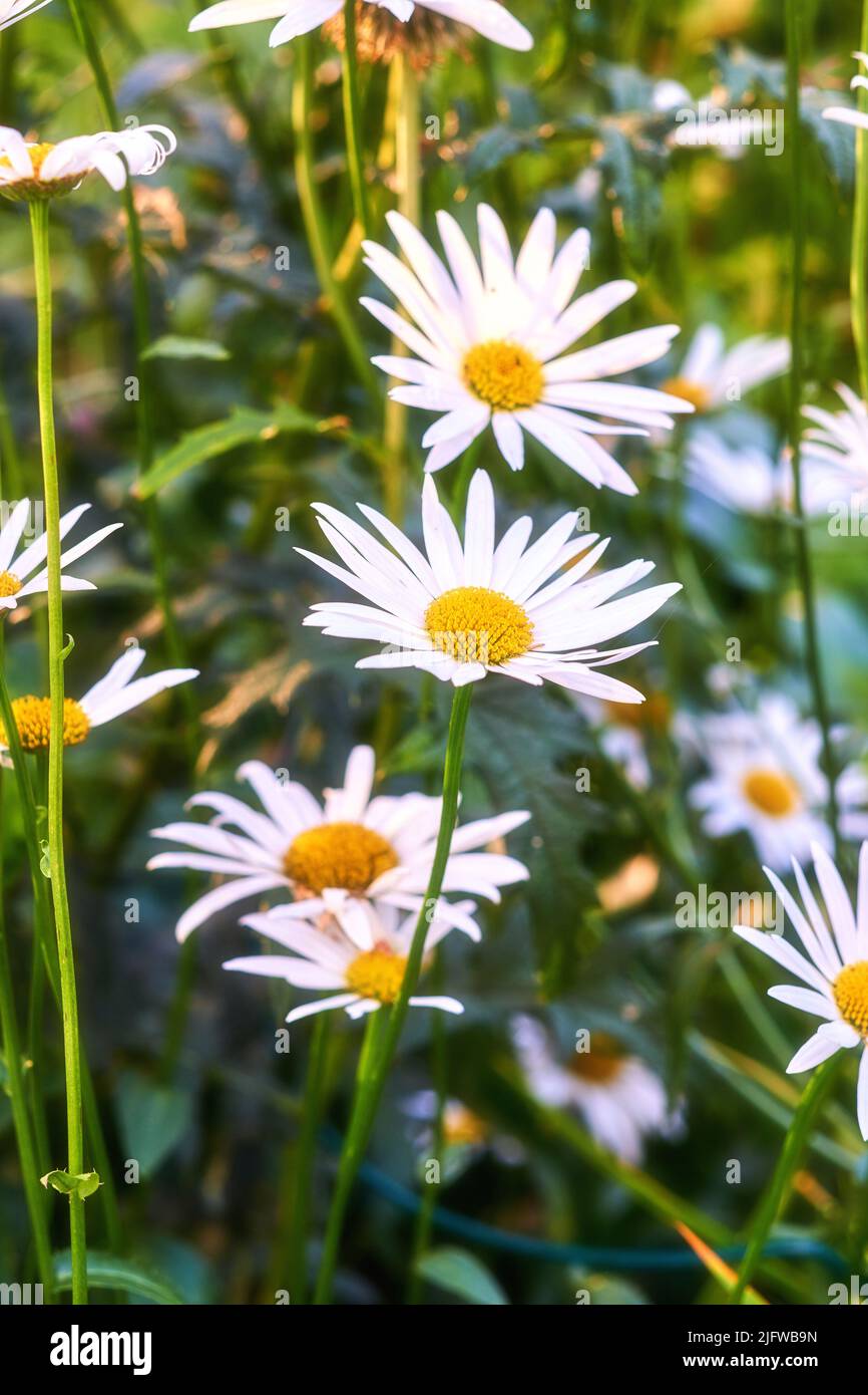 A view of a bloomed long common daisy flower with steam and yellow in ...