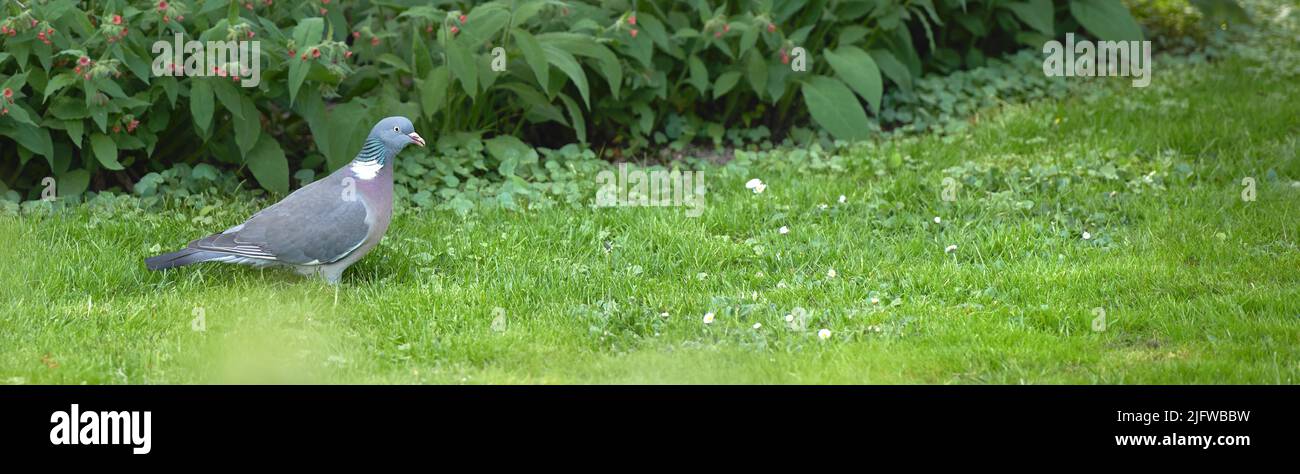 A landscape view of a garden with long leaves and a pigeon. A picture ...