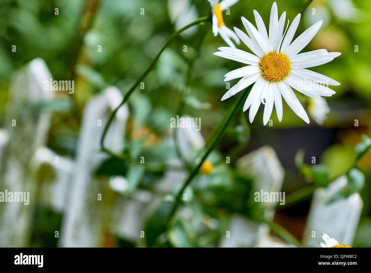 A view of a bloomed long common daisy flower with steam and yellow in ...