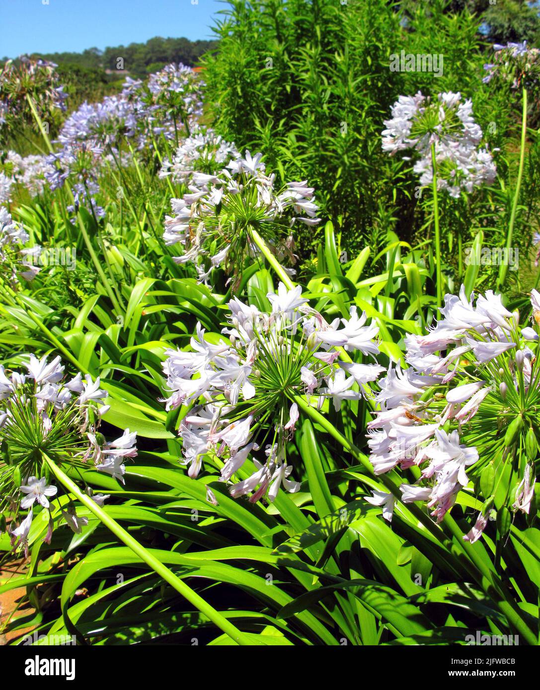 White lilies growing in nature reserve among other flora in summer ...