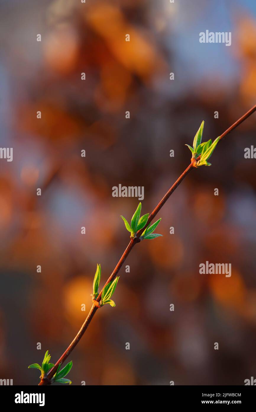 A thin branch or twig sprouting little leaves during the spring season ...