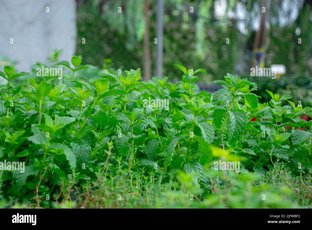 Peppermint park hi-res stock photography and images - Alamy