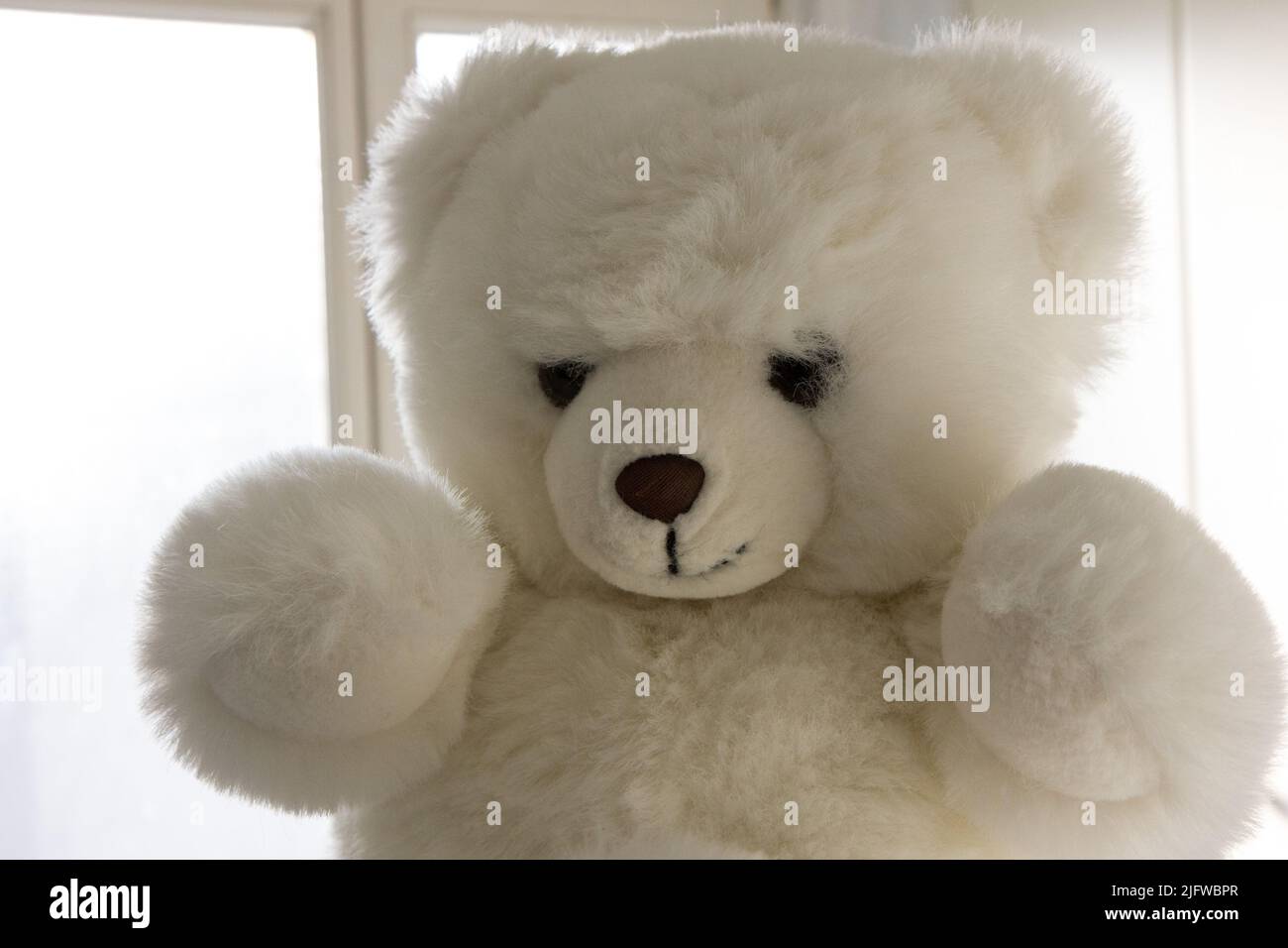 A fluffy white teddy bear Stock Photo - Alamy