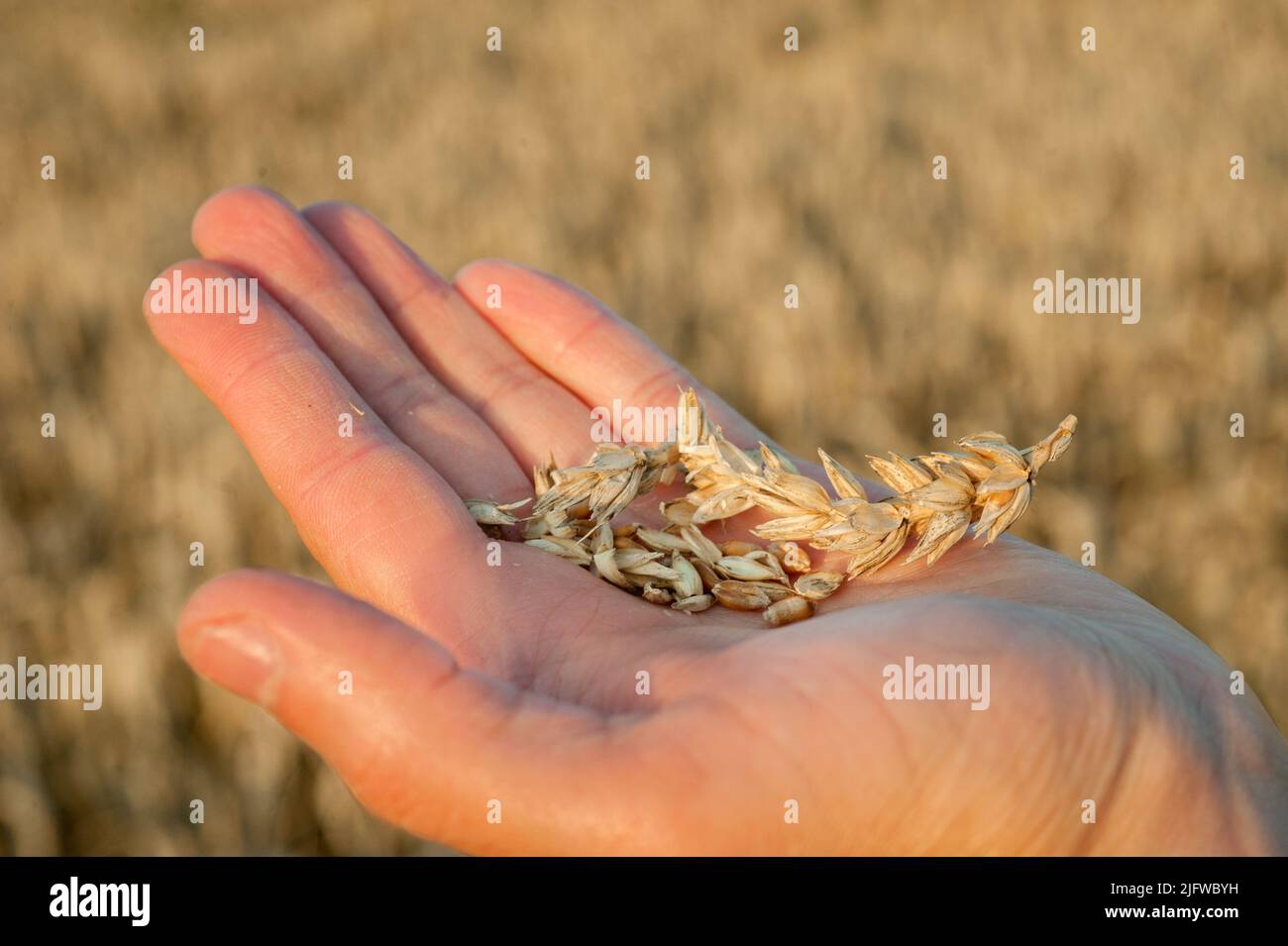Hand in field of grains hi-res stock photography and images - Alamy