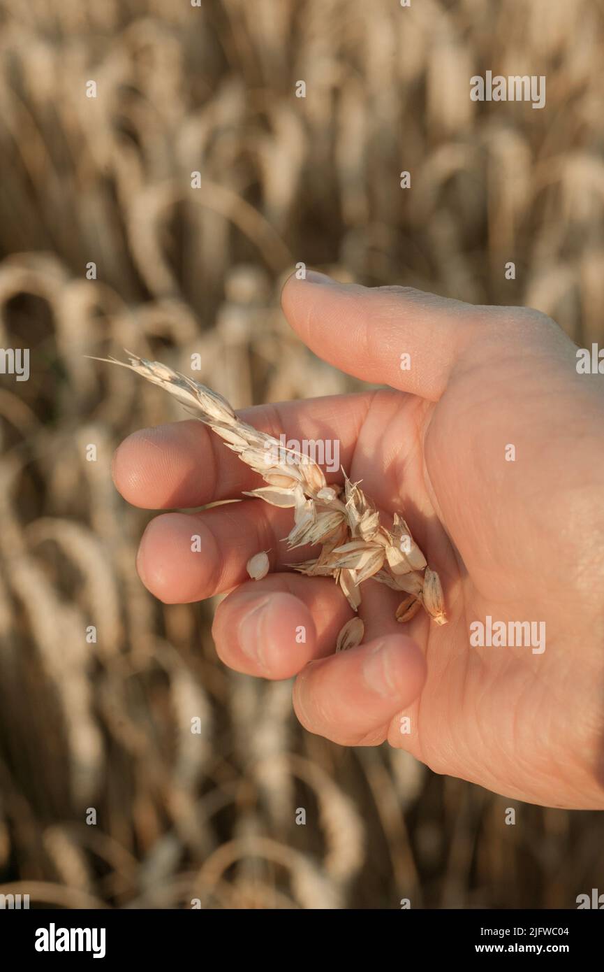 inspection by farmers of readiness for harvest,crop capacity Stock ...