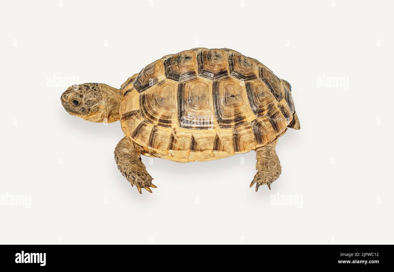 Greek turtle on white background. Side view of spotted shell, head ...