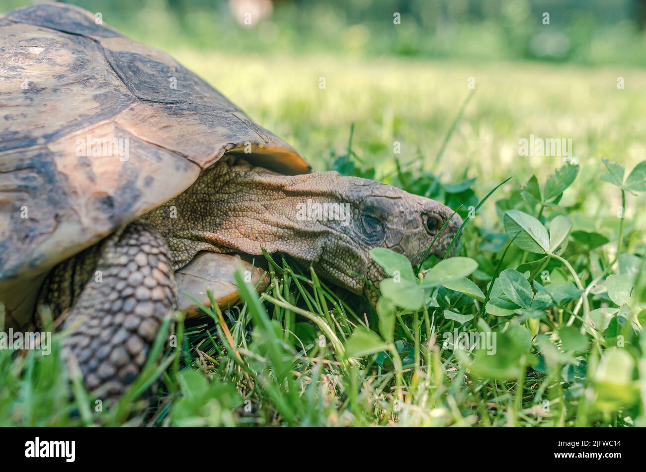 Turtle neck skin close up. Turtle head close up with open mouth on ...