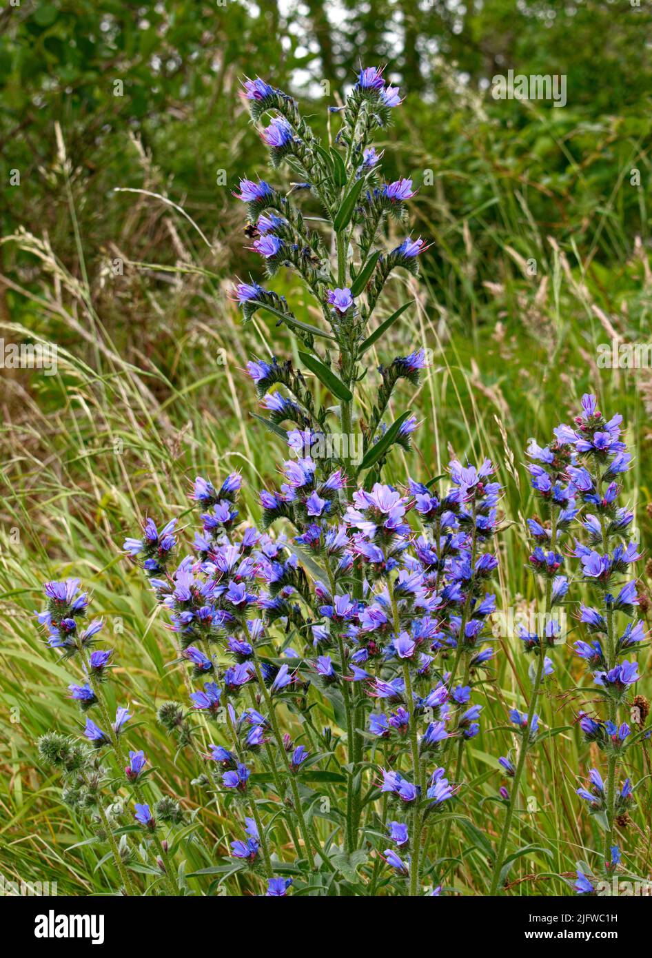 VIPERS BUGLOSS Echium vulgare PLANT AND FLOWERS GROWING AMONGST GRASSES ...