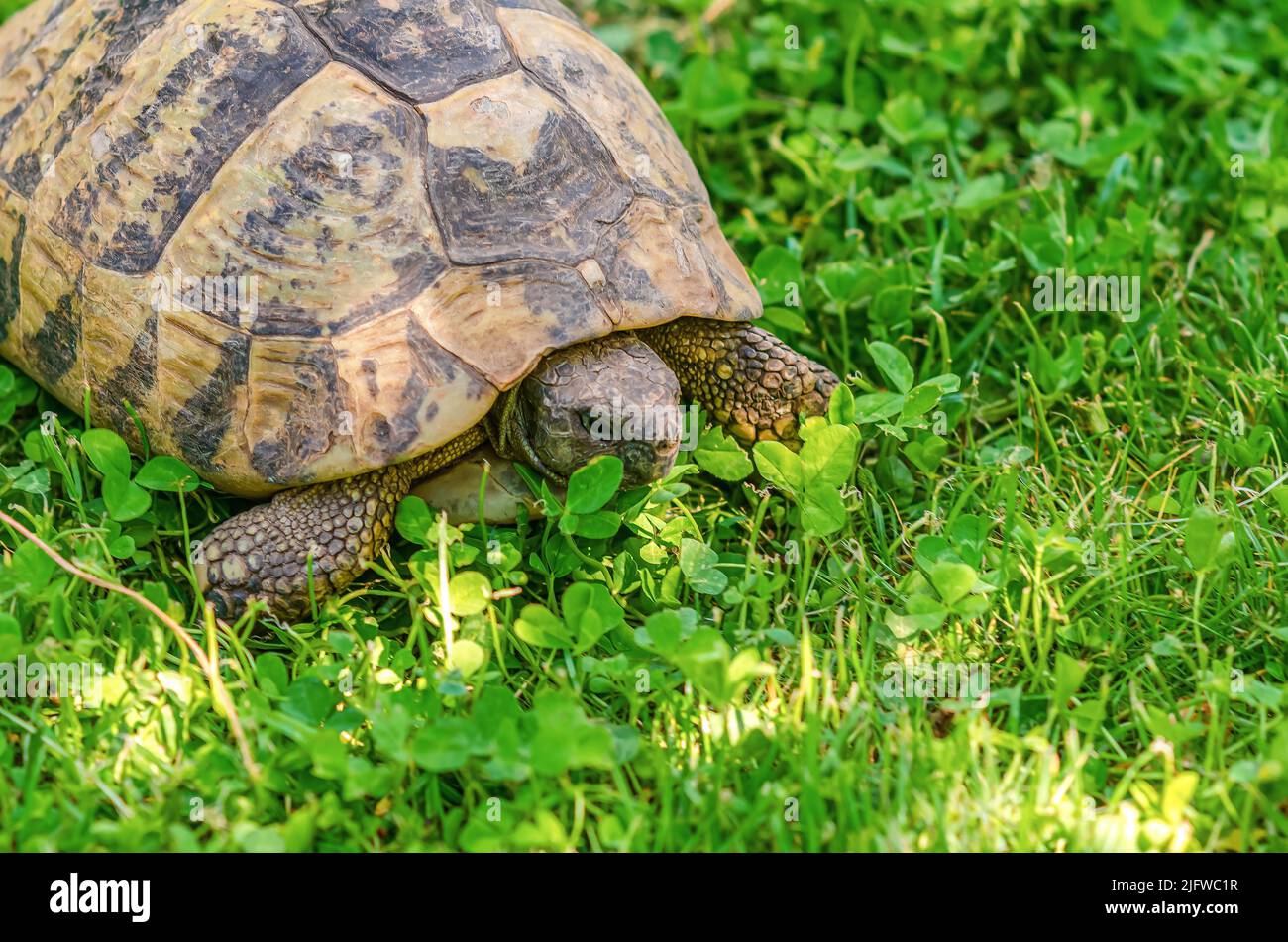 Turtle in grass. Terrestrial spotted brown turtle among green plants in ...