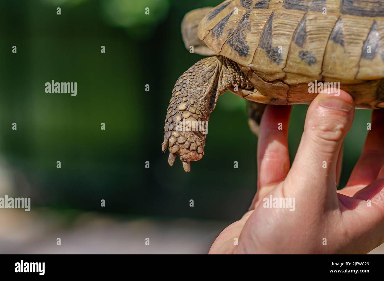 Turtles paw close up. Sunlit turtle in human hand. Land Greek tortoise ...