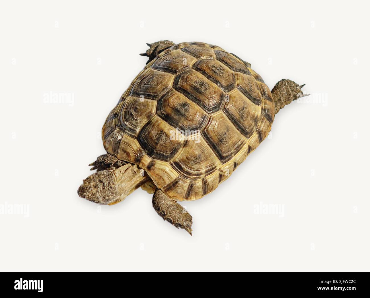Greek turtle on white background. Top view of spotted shell, head, paws ...