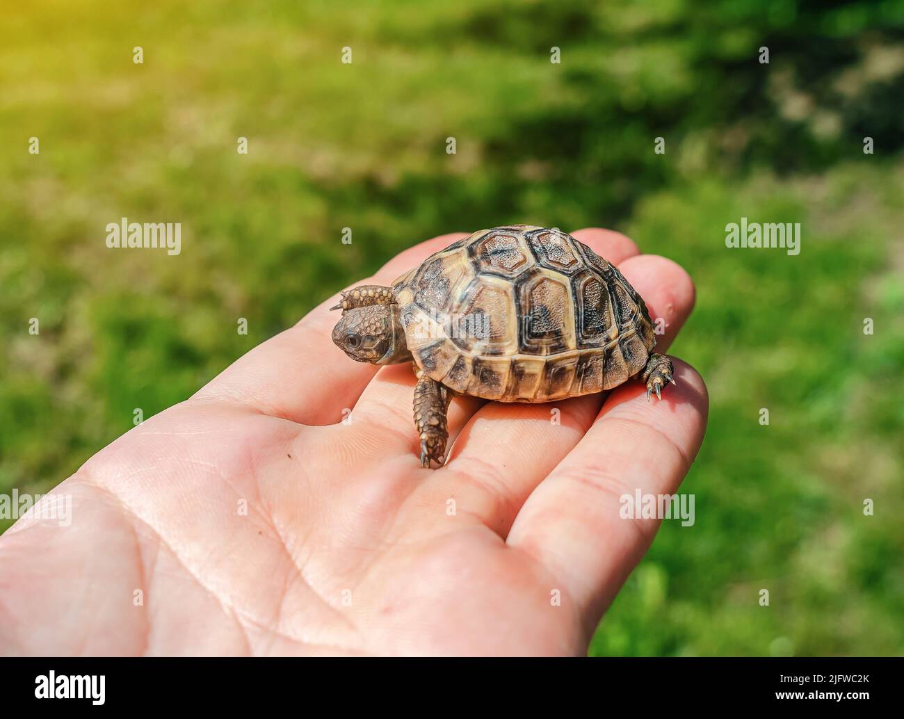 Tiny turtle sits on man's palm. Blurred green background. Side view ...