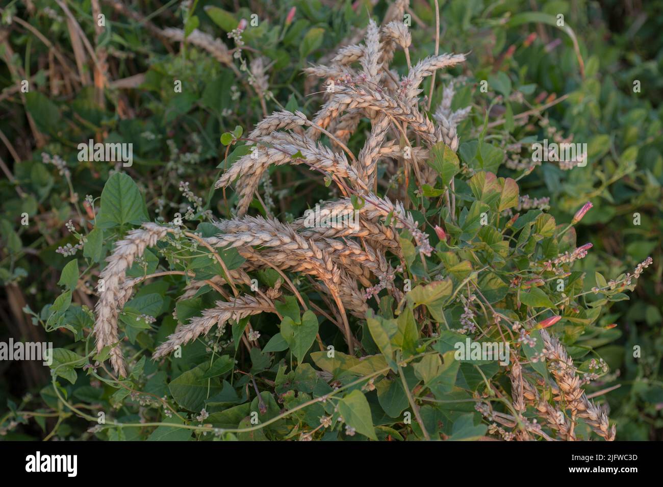 Weed creeper hi-res stock photography and images - Alamy
